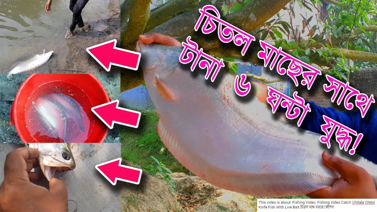 Fishing Video Catch Chitala Chitol Knife Fish With Live Bait চিতল মাছ ...