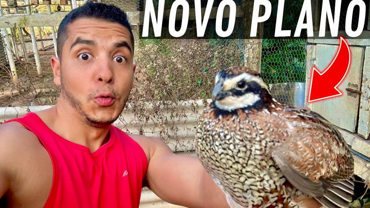 Novo PLANO para formar um BANDO de CODORNA Bob White | Aves Recriar ...