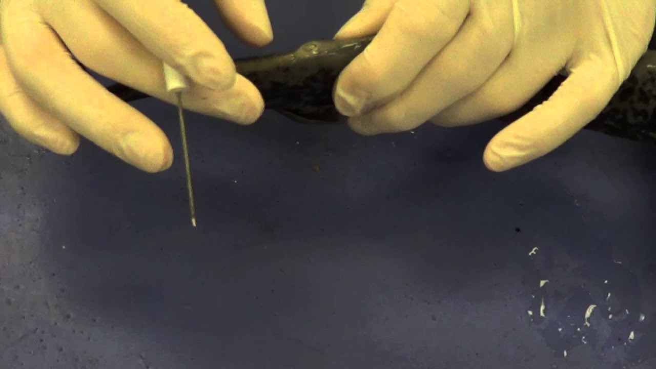 Lamprey Dissection - YouTube