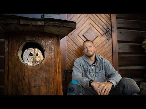 How to Build an Owl House and Attract Them | DIY