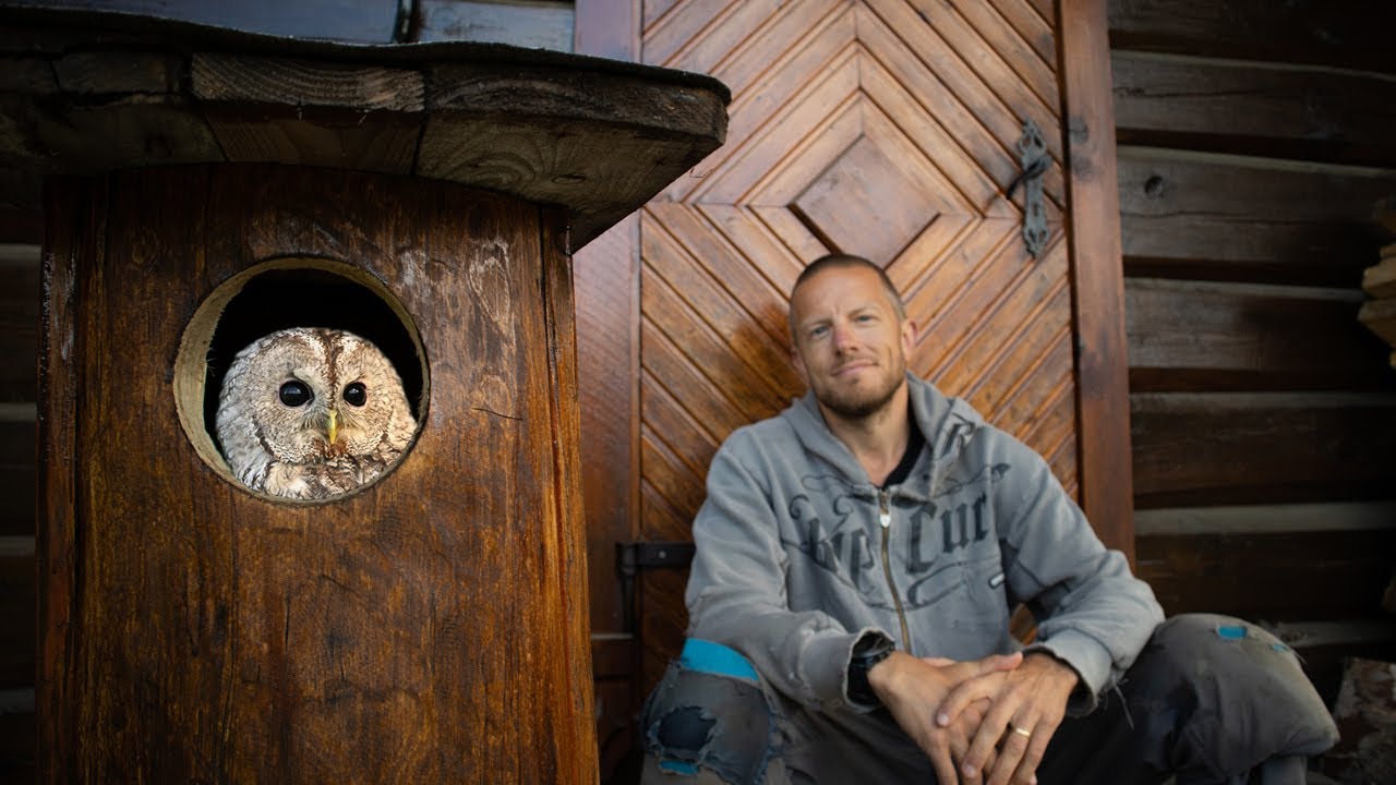 7 Secrets To Attract Owls: Build Your Own Owl Box (US Guide) - Birdshow ...