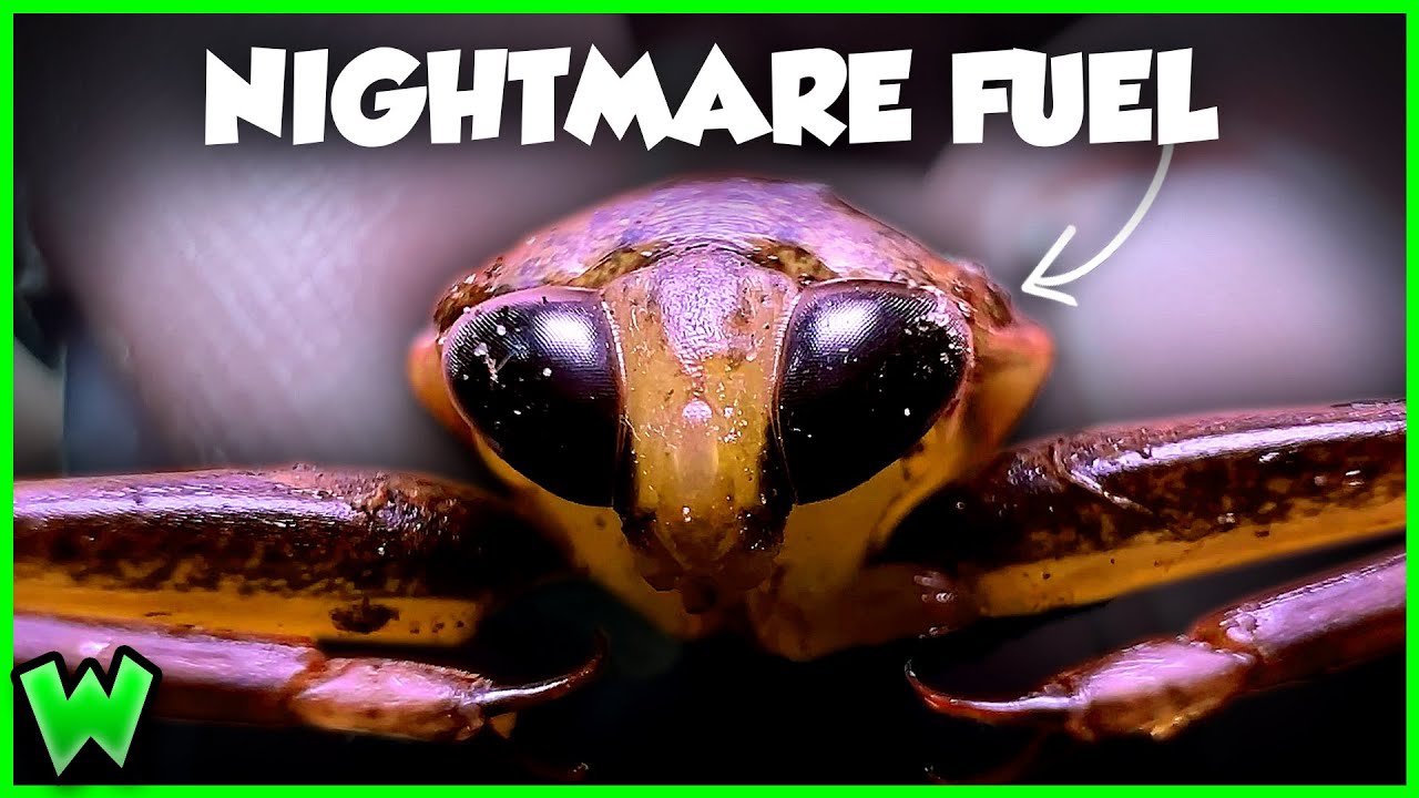The Most Terrifying Insects You've Ever Seen - Swamp Creatures After ...