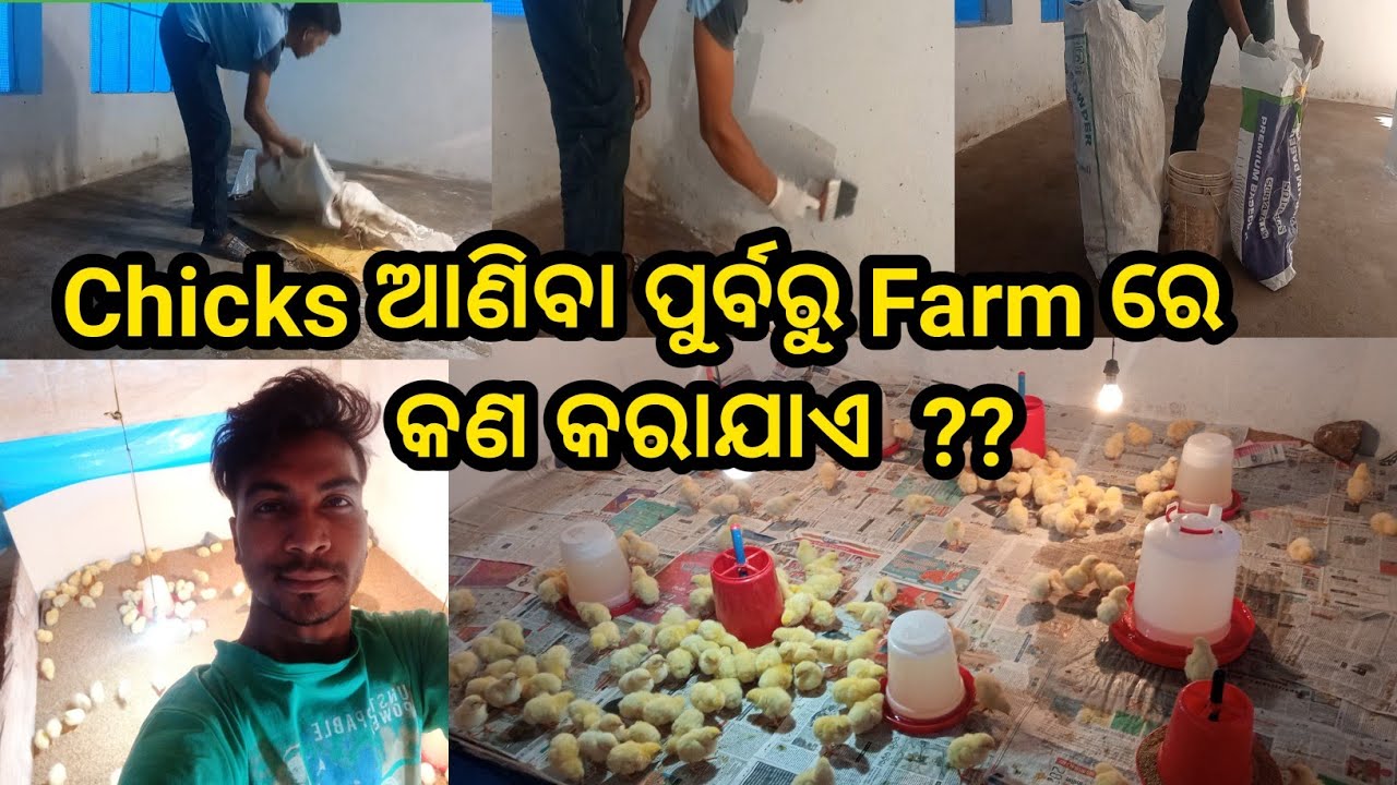 How to start poultry farm|poultry farm|Chicks management - YouTube