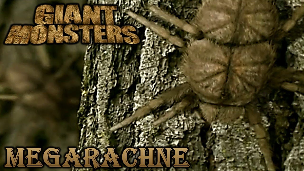 animal planet giant monsters megarachne screen time - YouTube
