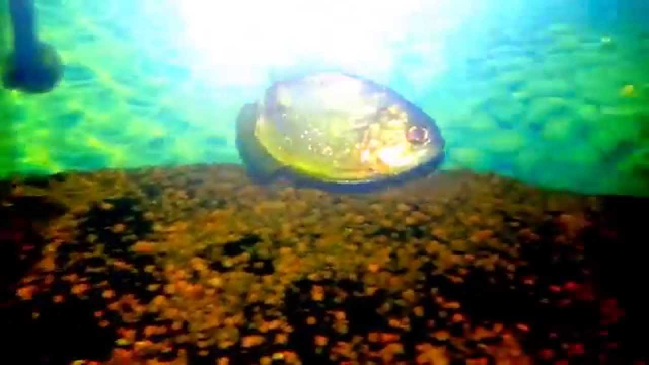0.75 macalutus. He hasn't never tail. - YouTube