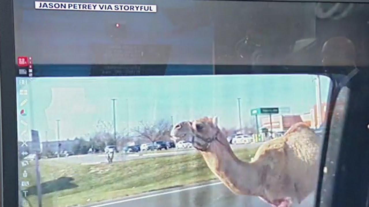 Camel escapes live nativity scene wanders for hours - YouTube