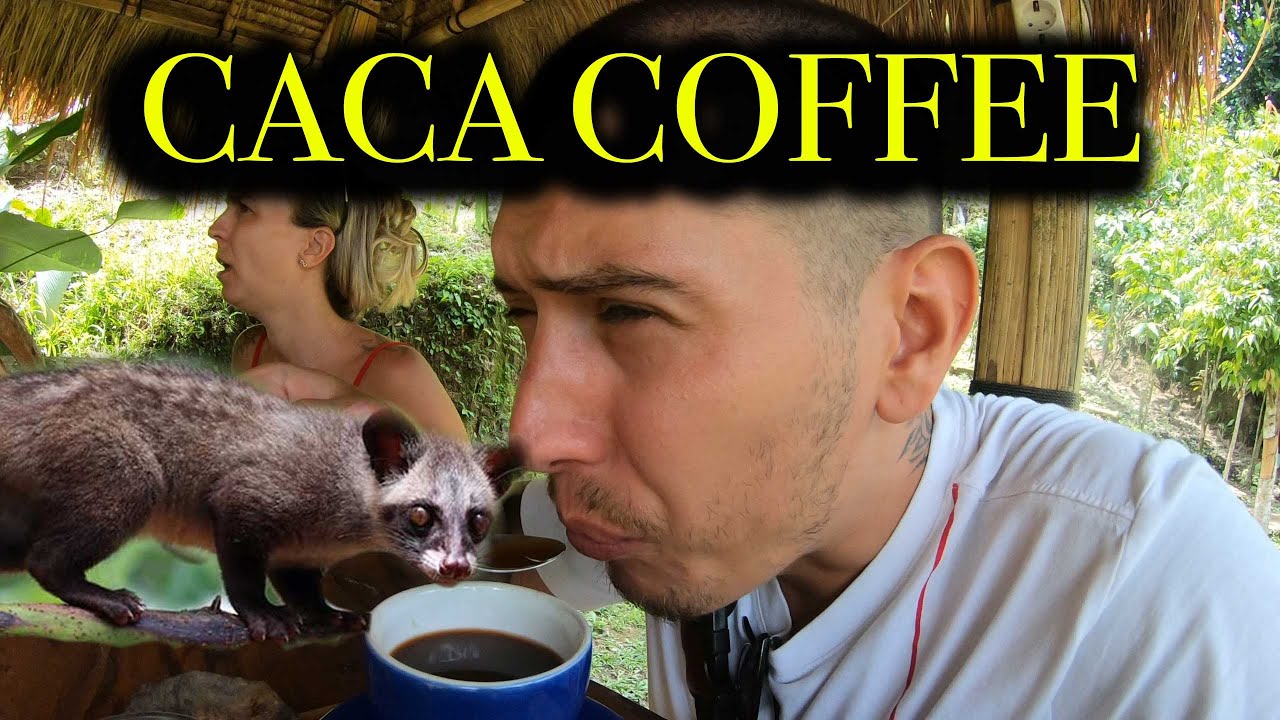 Am baut cafea din CACA de LUWAK 🥴 - YouTube