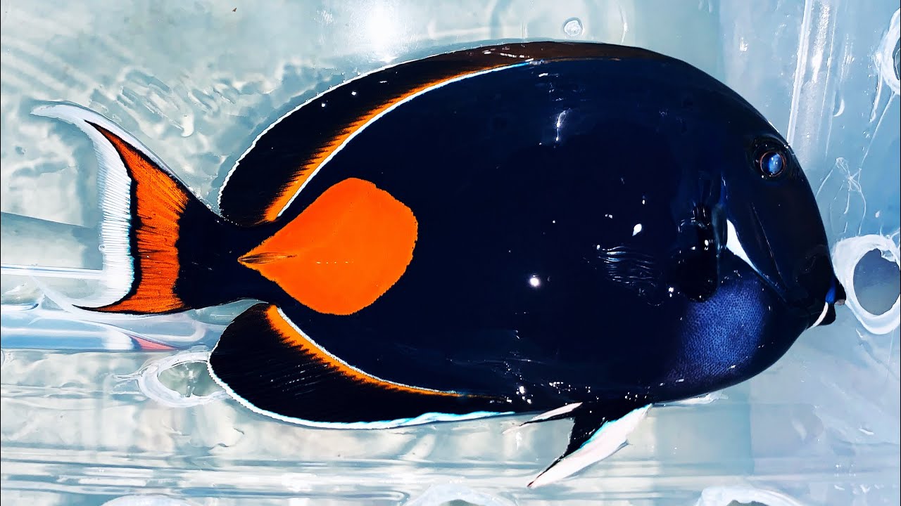“AWESOME” 7” Tahitian Achilles Tangs!!! - YouTube