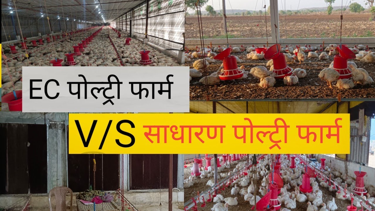 नया पोल्ट्री फार्म बनाने से पहले देखे ये वीडियो, होगा लाखो का फायदा, EC ...