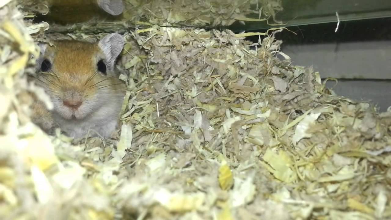 Dramatic Gerbil - YouTube