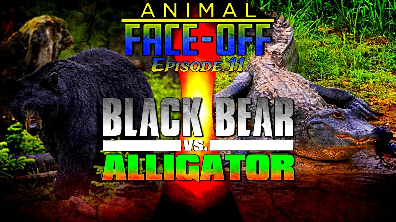 Animal Face Off (2004) Episode 11 Black Bear Vs. Alligator - YouTube