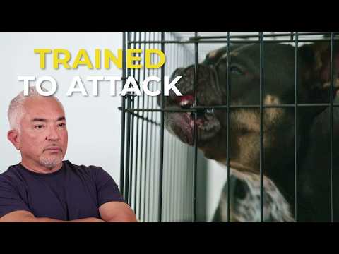 hey Accidentally Trained Their Pit Bull-Frenchie Mix to Bite | Better Human Better Dog | S05E07