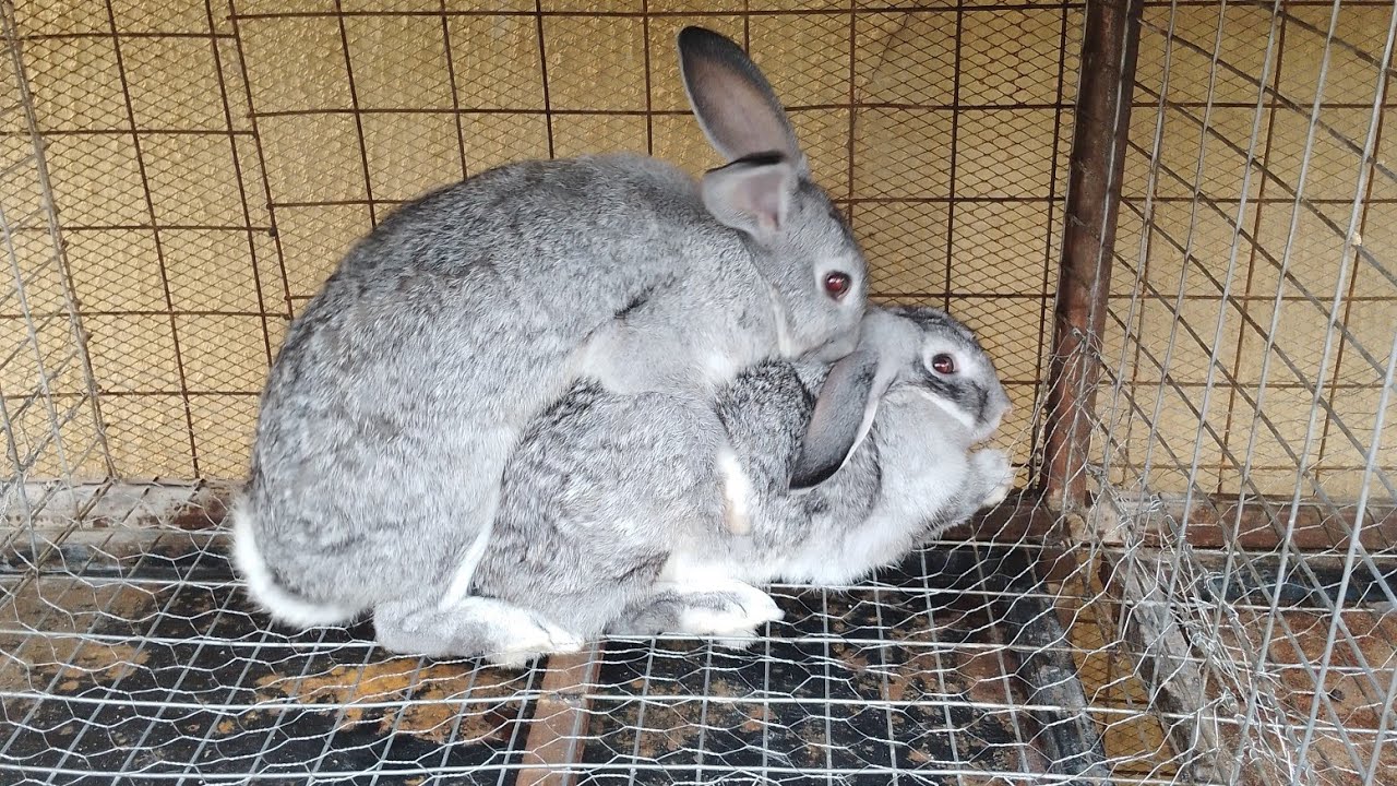 Rabbits mating. #rabbit#rabbitry#bunny@rabbitry - YouTube