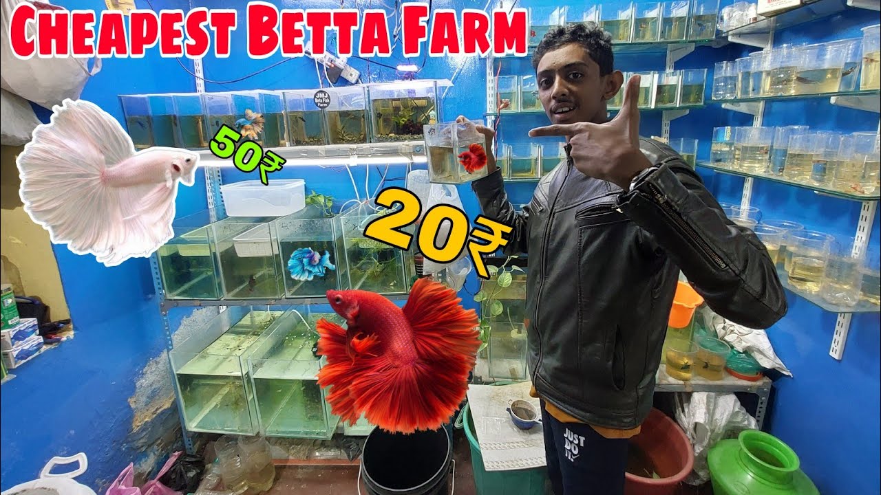 Cheapest Betta Farm in Bangalore || Betta fish 100₹ | Guppies 50₹ and ...