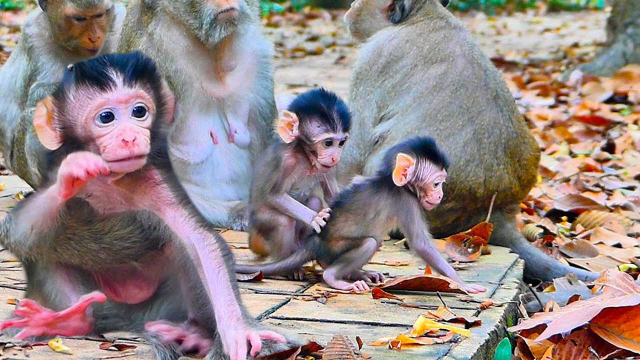 Grayson baby monkey welcome newborn baby monkey warmly #babymonky # ...