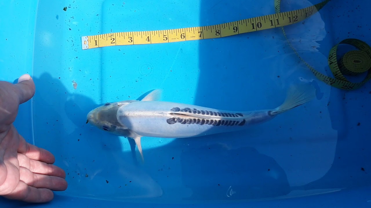 10/6/19 VKS Blue Shusui - YouTube