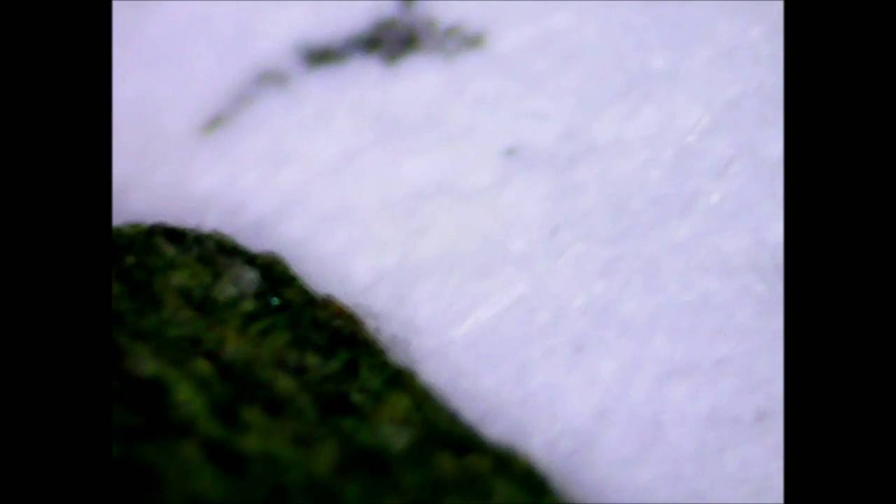 Green Beetle Poop Under a Microscope - YouTube