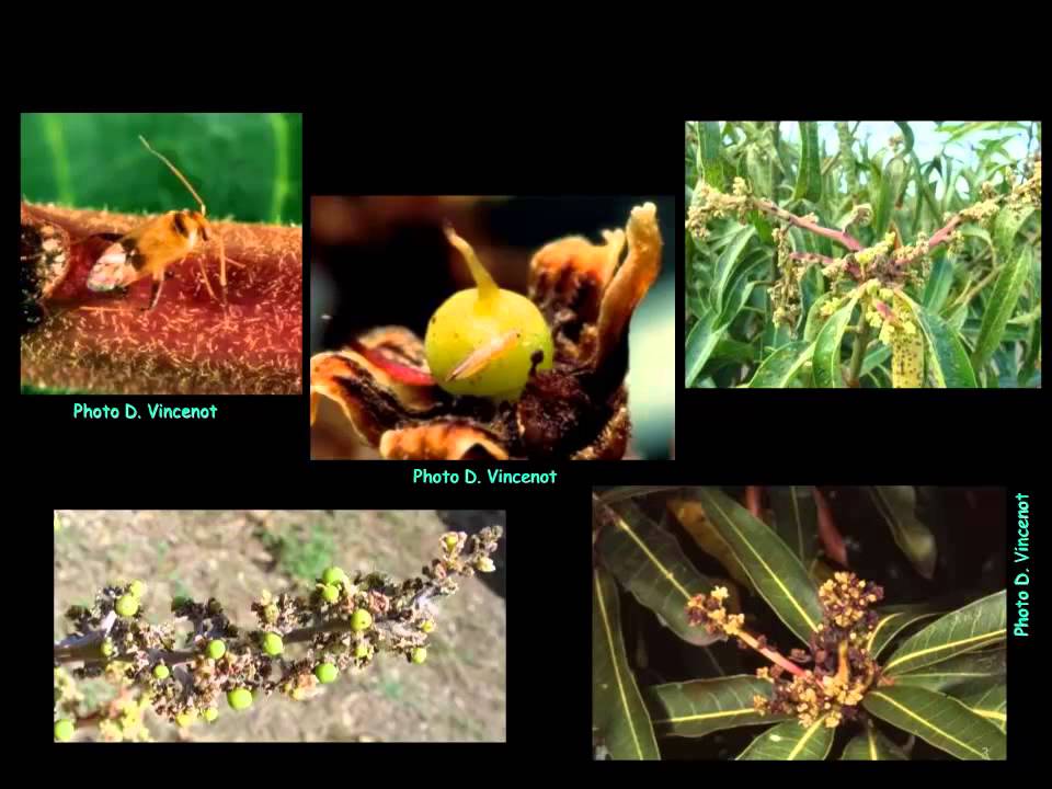 Les bio agresseurs du manguier - YouTube