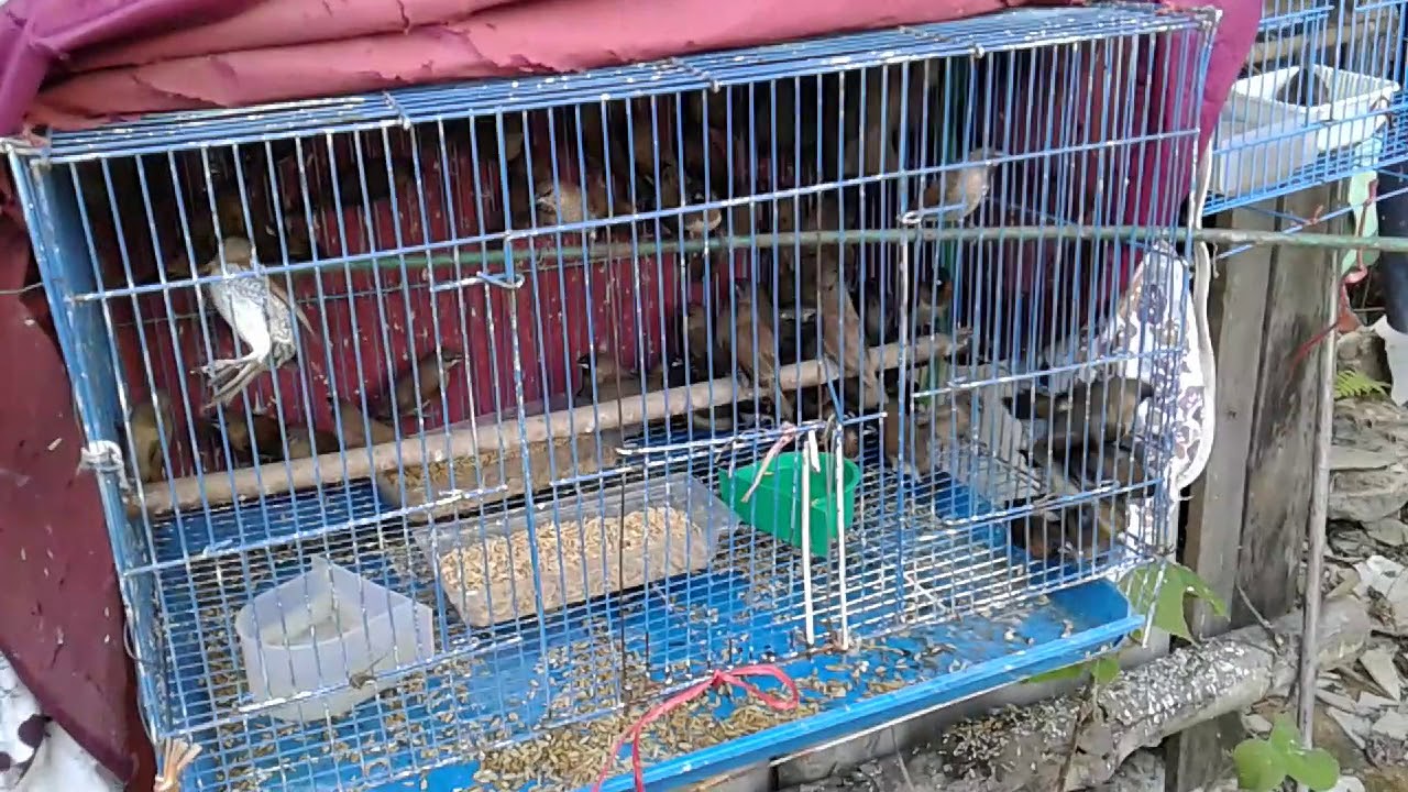 Bẫy chim ri 2019 - YouTube