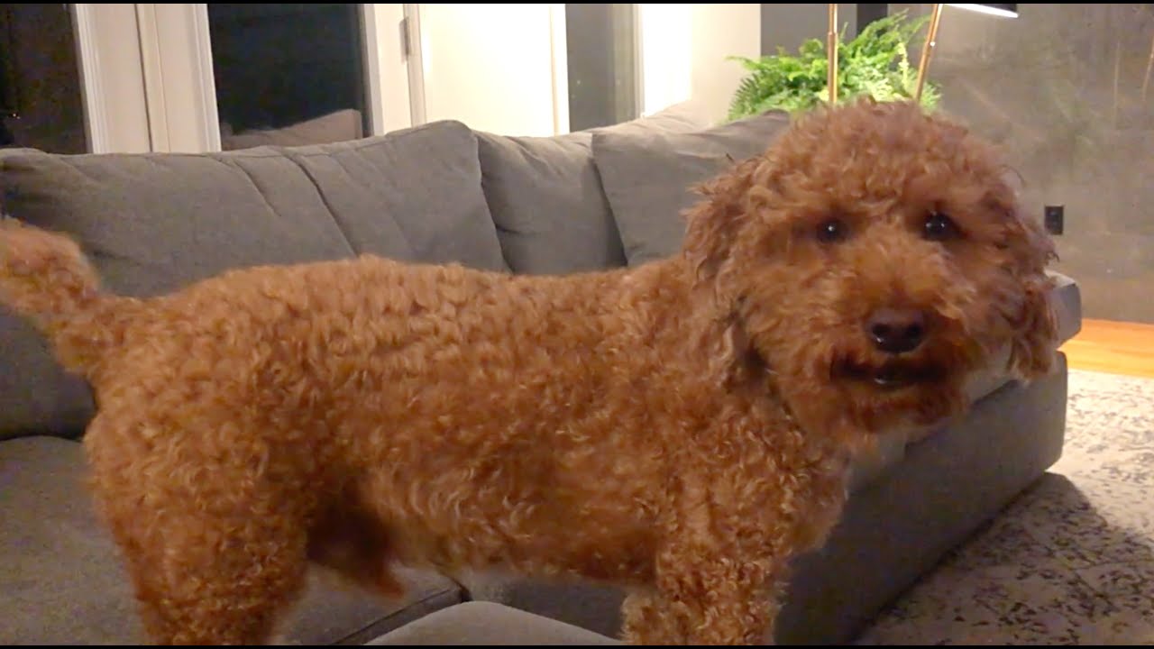 Poodle BARKING | Teddy Bungoo - YouTube