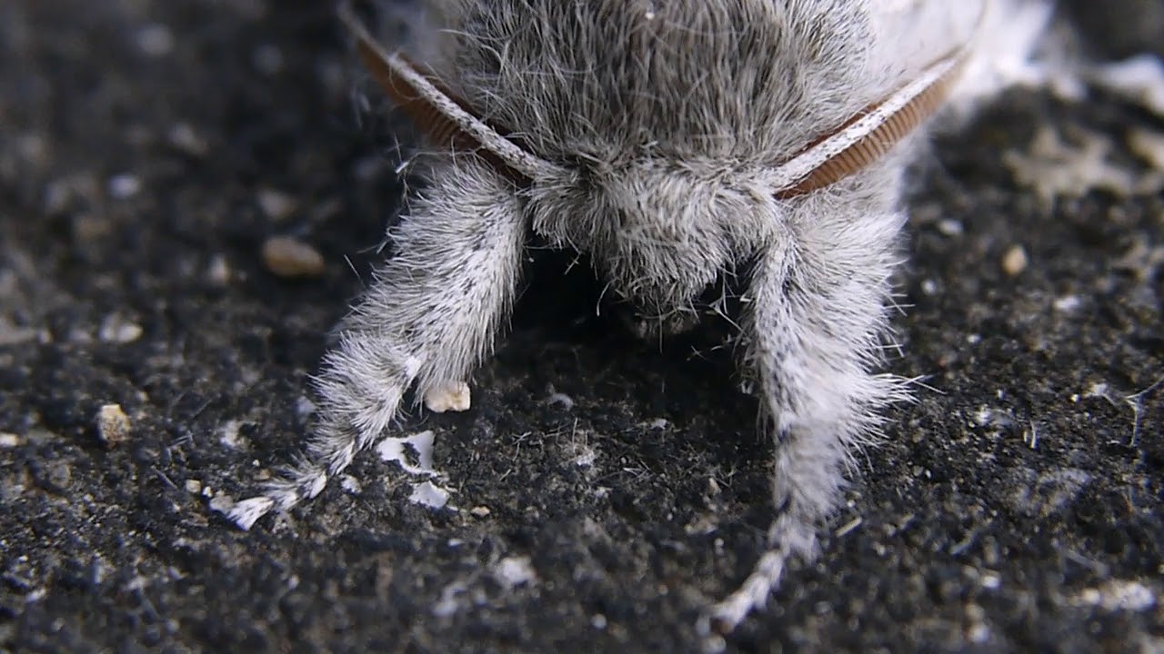 アカヒゲドクガ Calliteara lunulata - YouTube