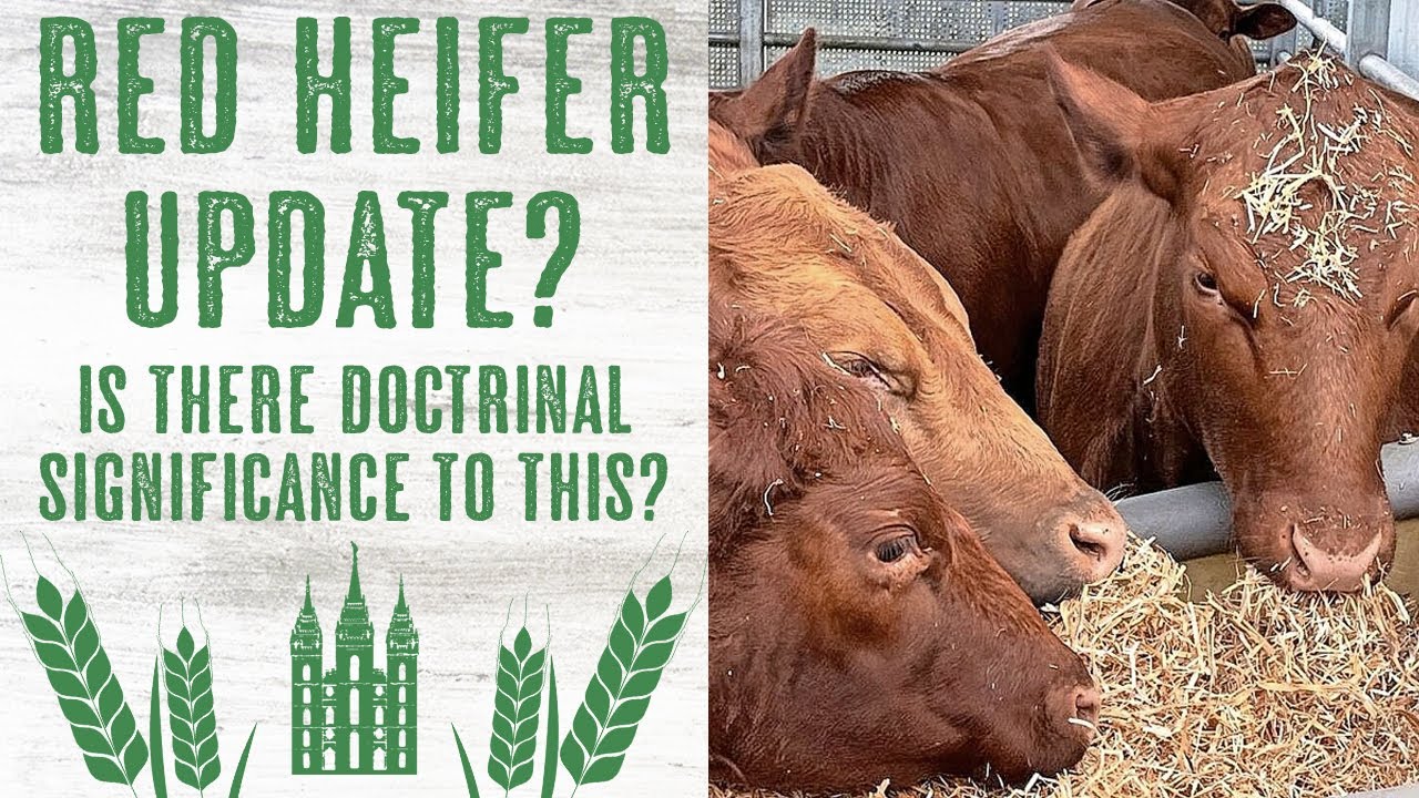 Red Heifer Update? Is There Doctrinal Significance to This? - YouTube