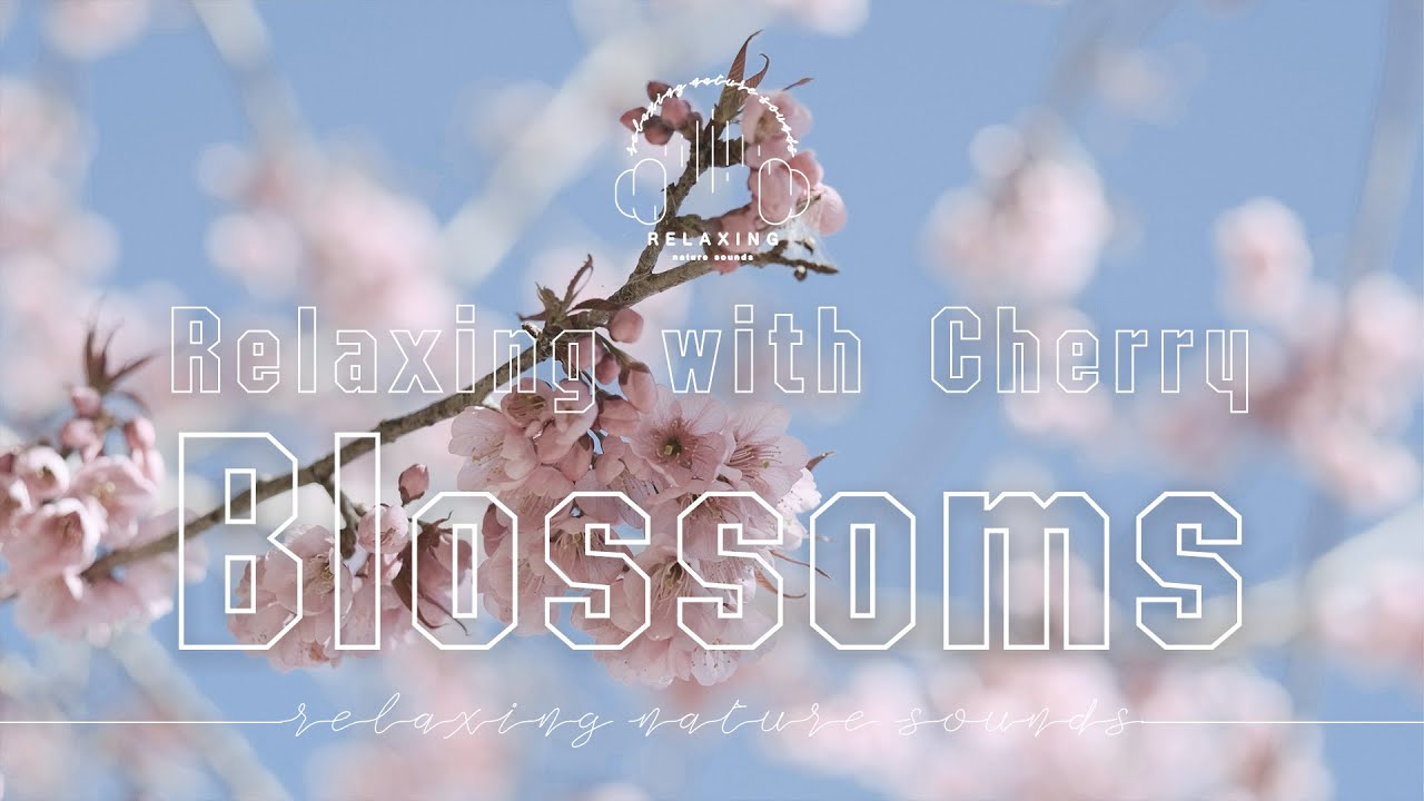 Relaxing with Cherry Blossoms | Music for Sleeping-Relaxing-Mindfulness-Meditation - YouTube