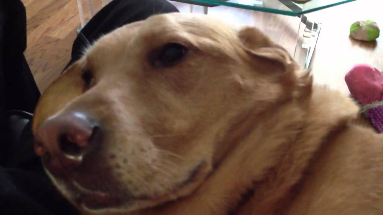 Lab grunts during belly rub - YouTube