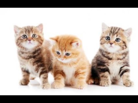 Cute Kittens Playing Together Compilation - YouTube