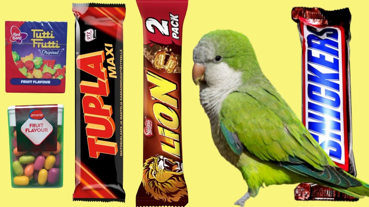 Parrot Eating Candies | TikTak Snikers Tupla Lion Chocolates - YouTube