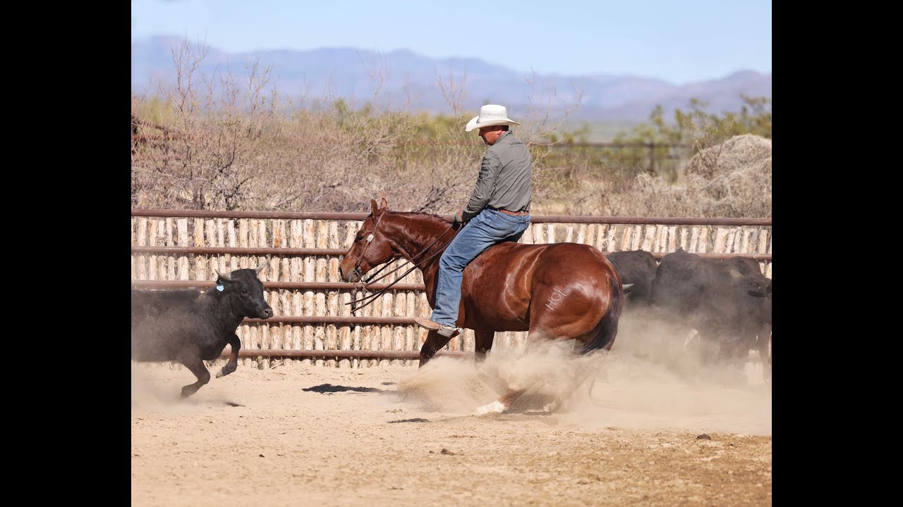 #53 A gelding as PERFECT, kind and willing as he can be! Cutting, Trail ...