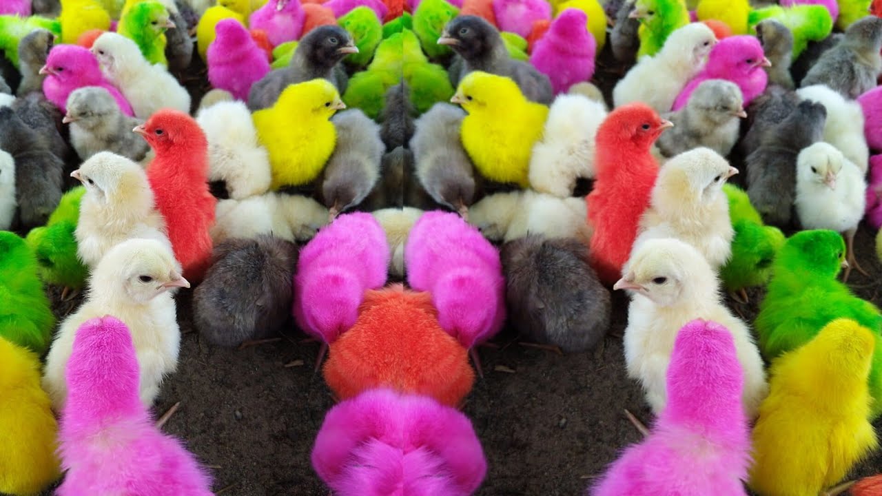 colored chicks lifespan,my chickens,mixed flock of chickens,my chicken ...