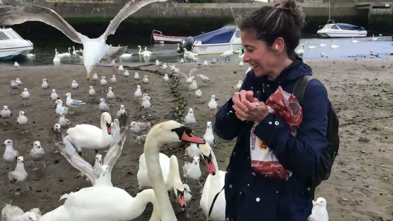 Feeding Swans & Seagulls at the Bray Harbour Swan Sanctuary in IRELAND ...