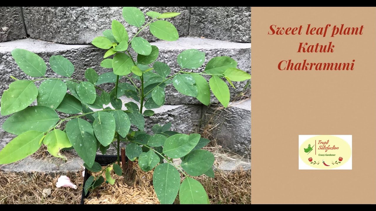 Multi Vitamin plant | Chakramuni | Katuk | Sauropus androgynus | Uses ...