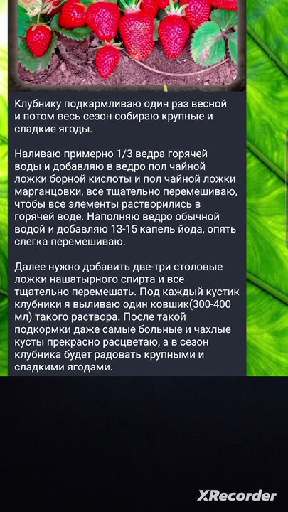 🍓Подкормка Клубники - YouTube