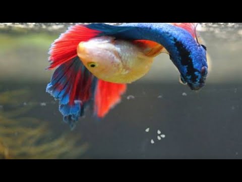 The Complete Betta Fish Life Cycle In 2:30 Minutes - YouTube
