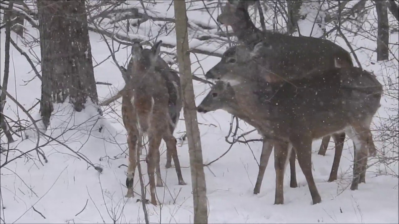 Deer Mating & Romping in the Snow - YouTube