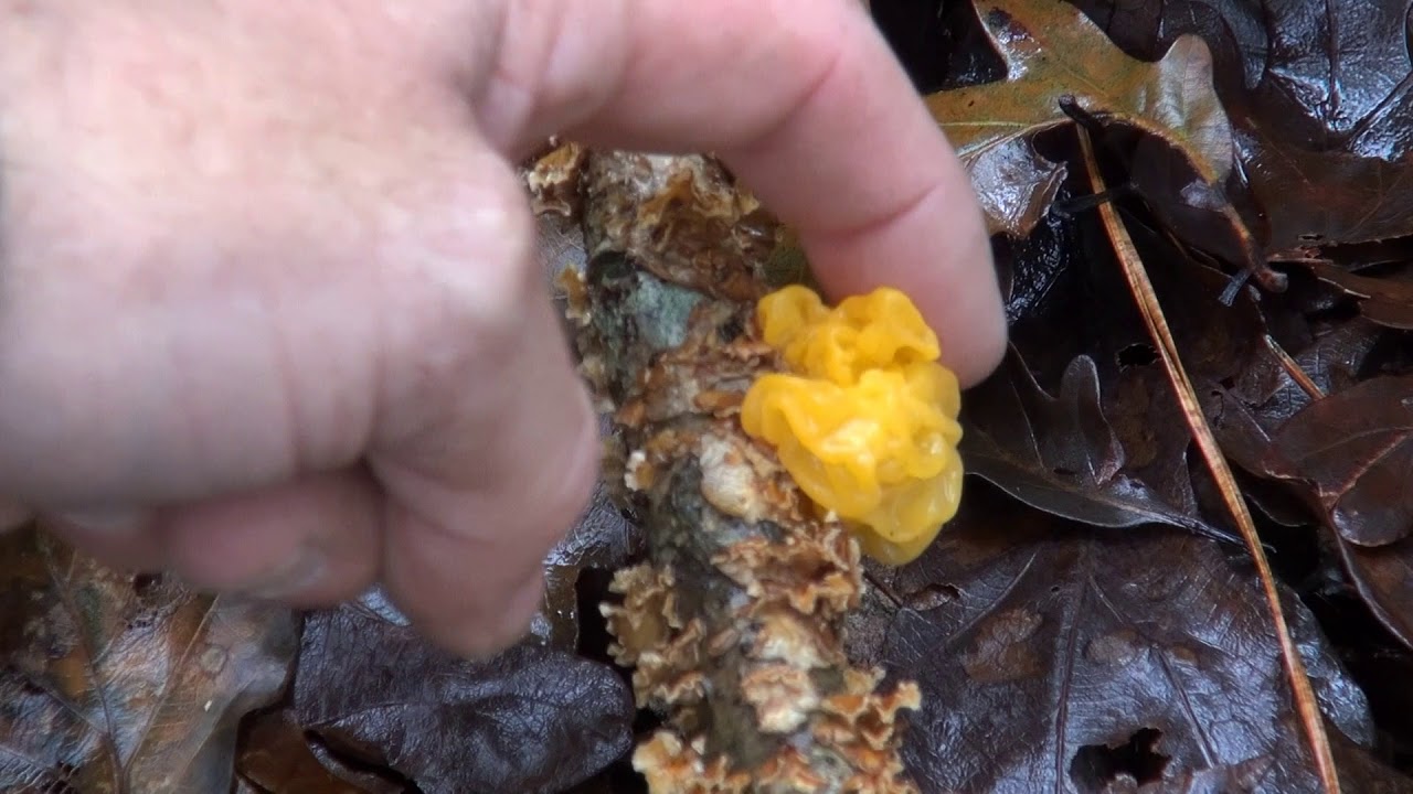 Yellow Jelly Roll Fungi Species Overview - YouTube