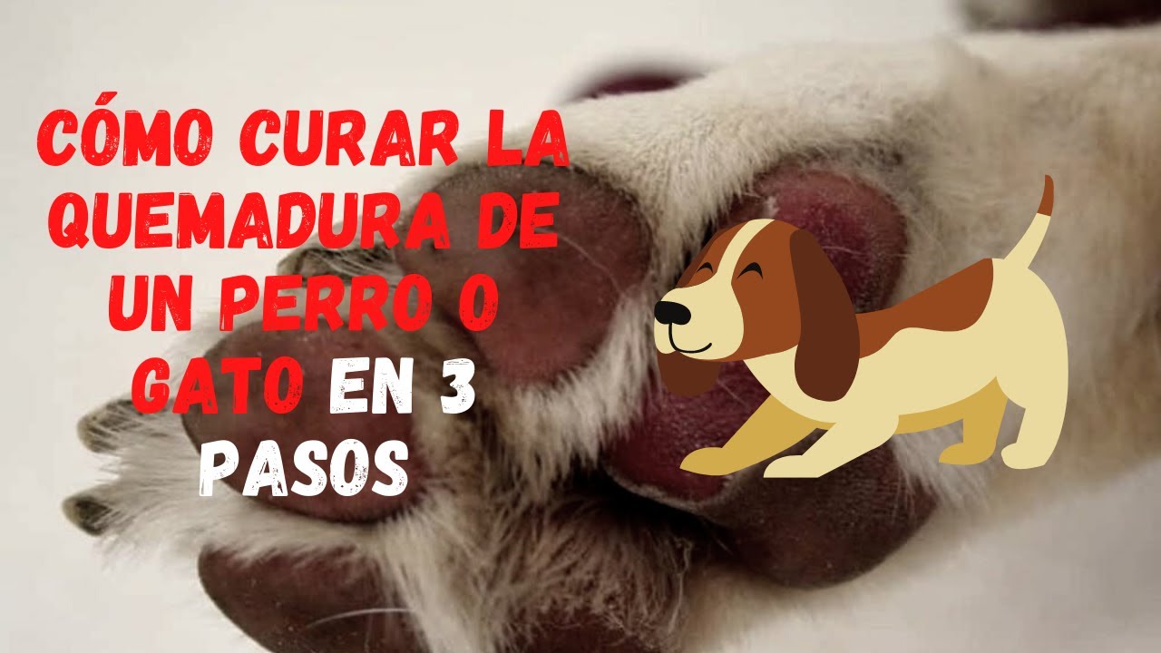 Cómo Curar La Quemadura De Un Perro o Gato En 3 Pasos - YouTube