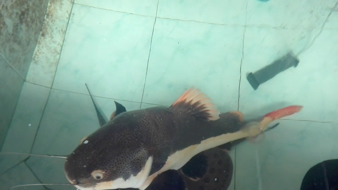 Giant Red tail catfish. - YouTube