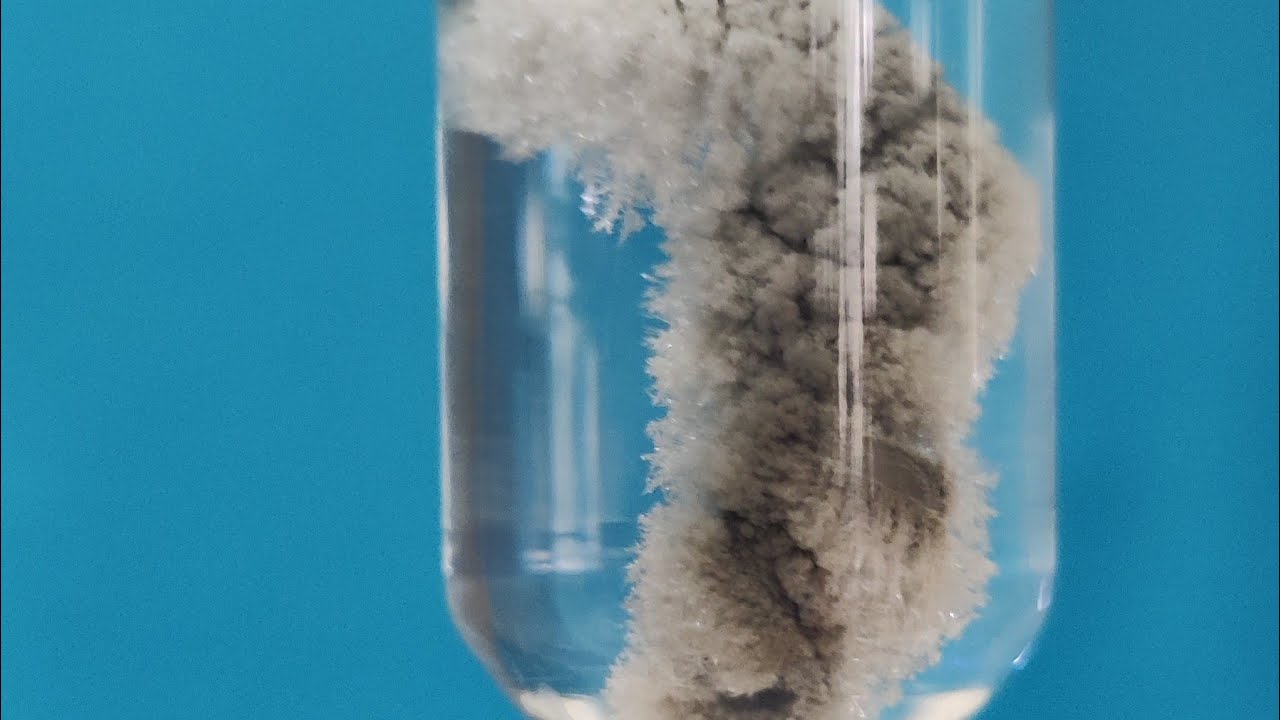 Copper And Silver Nitrate Reaction General Chemistry