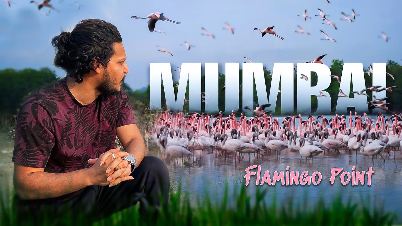 Flamingo Point in Navi Mumbai: Ultimate Flamingo Safari Guide 🦩 #nearmumbai - YouTube
