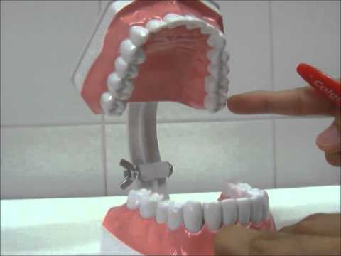 สอนการแปรงแบบ horizontal scrub (ต่ำกว่า 11 ขวบ) - YouTube