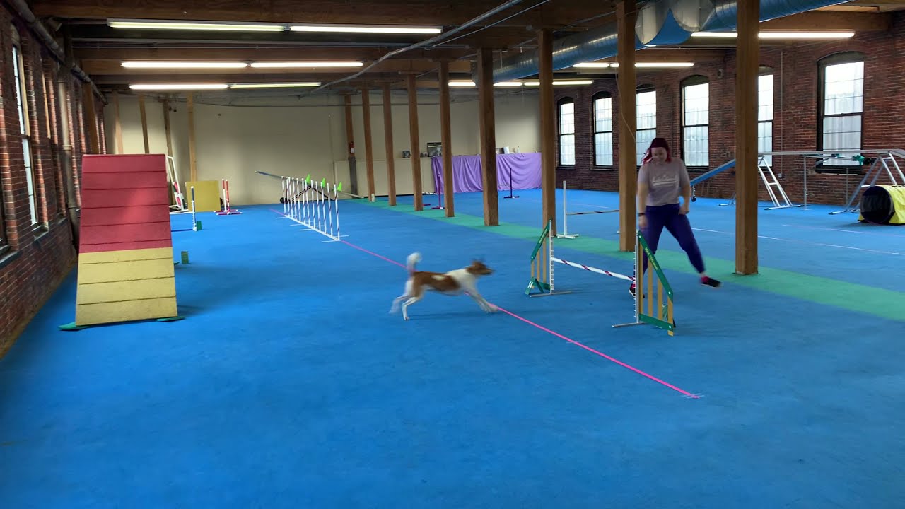 Agility – *Gamblers – AD/P2 – (I) – 60x80 – Event #111319 Course 2 of 2 ...