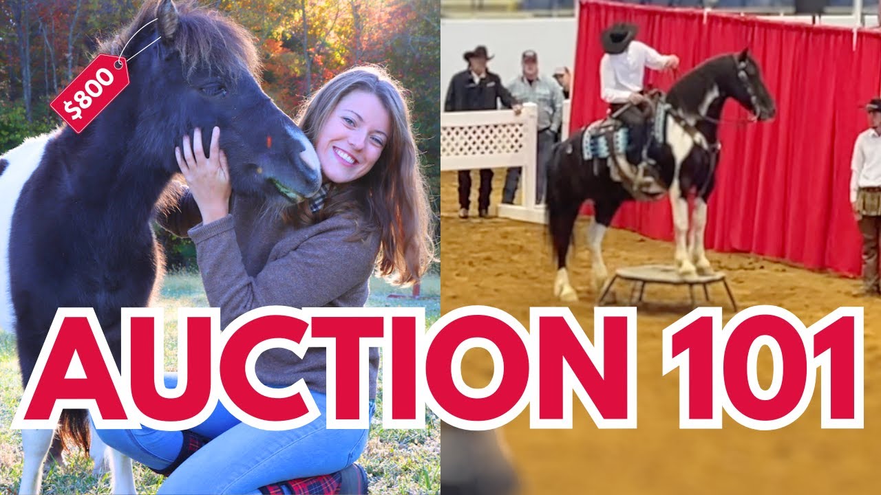 HOW TO BUY A HORSE AT AUCTION - Ultimate Guide - YouTube