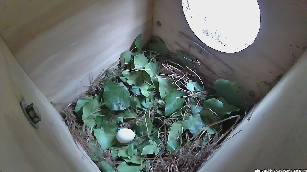 BARRED OWL EGG! Amazing footage INSIDE barred owl nest! - YouTube