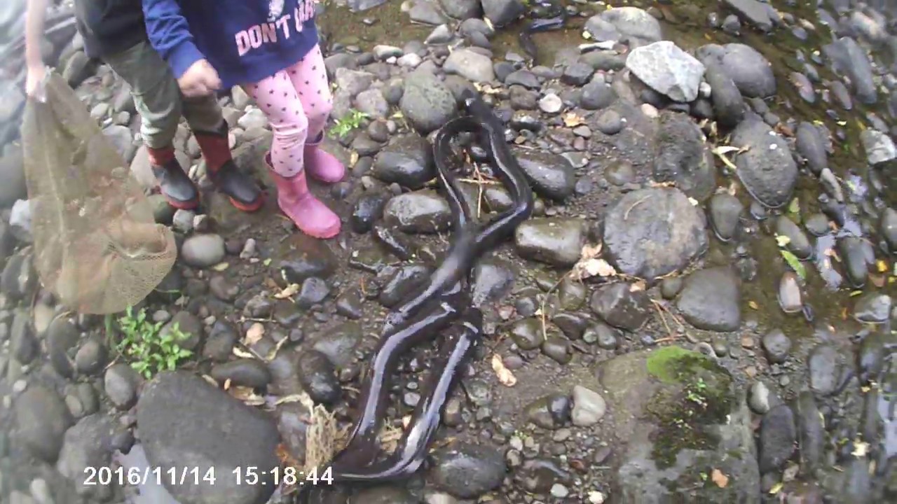 Eeling in New Zealand. - YouTube