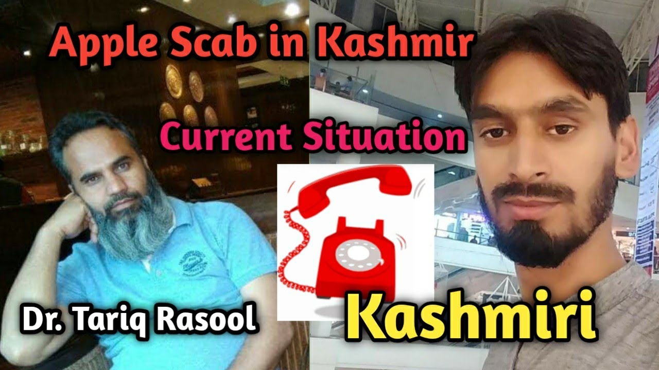 Apple Scab || Current Situation in Kashmir || Dr. Tariq Rasool Sb ☎️ ...