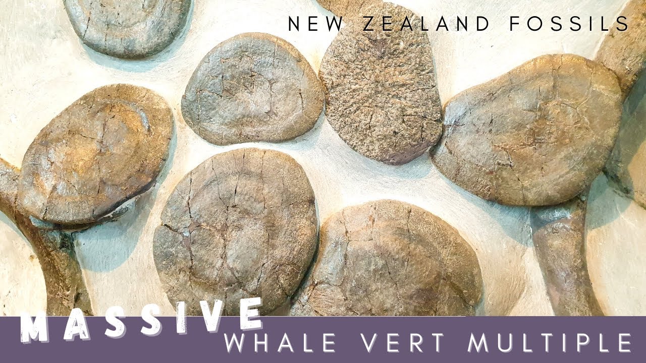 MASSIVE Whale Intervertebral Disk REVEAL - YouTube