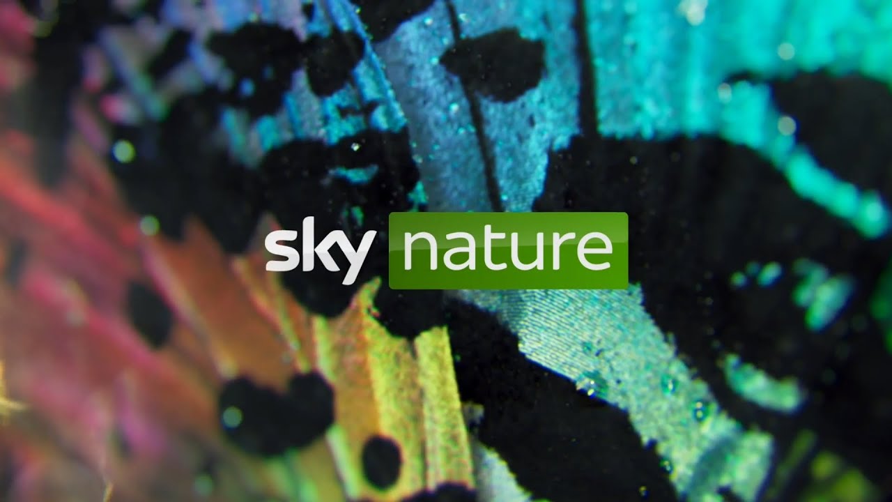 Sky Nature (UK) - Continuity and adverts (16th August 2024) - YouTube